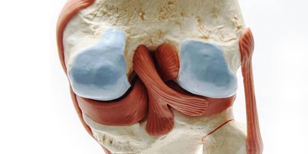 Menisküs Nedir? | Bölge Hastanesi-Pendik